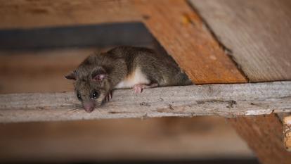 Comment se débarrasser d'un loir dans une maison