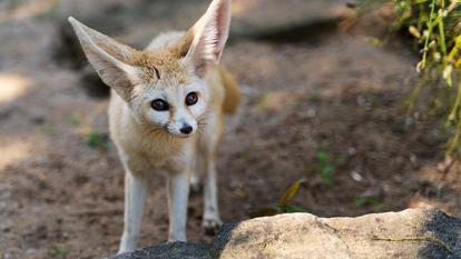 Le fennec : habitat, alimentation, reproduction