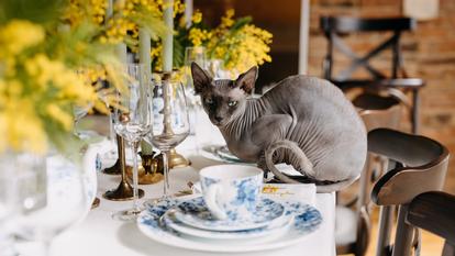 Les 5 races de chats les plus chers