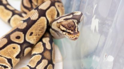 Python royal : taille, habitat et alimentation