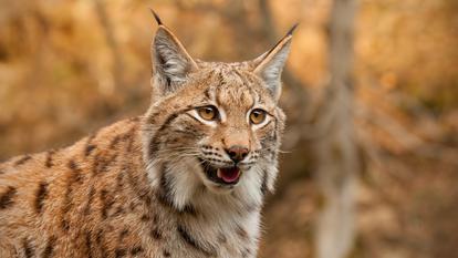Le Lynx boréal : 5 choses à savoir sur cet animal difficile à observer