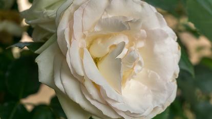 4 fleurs rondes à planter au jardin pour faire de jolis bouquets