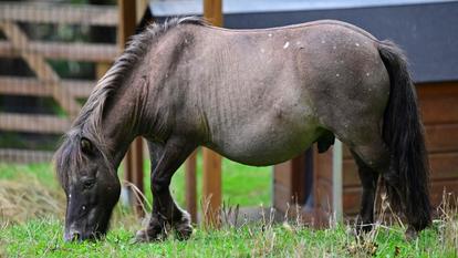 La Ville de Paris décrète la fin des balades à poney dans les parcs ...