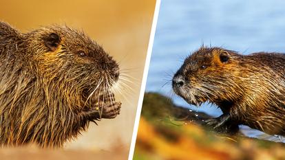 Rat musqué ou ragondin : comment les différencier