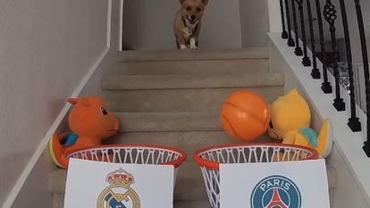 Ligue des Champions : le PSG vainqueur de la coupe aux grandes oreilles ...