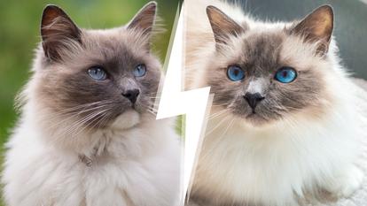 Sacré de Birmanie ou Ragdoll : comment les différencier