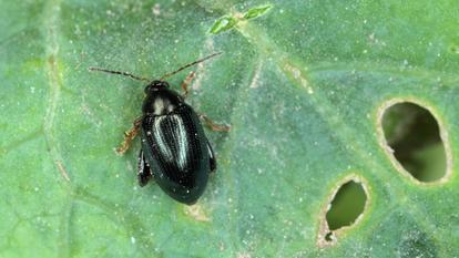 L'altise : qu’est-ce que cet insecte et comment s’en débarrasser