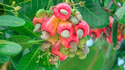 L’anacardier : l’arbre qui vous donnera des noix de cajou