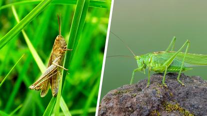Criquet ou sauterelle : comment les différencier