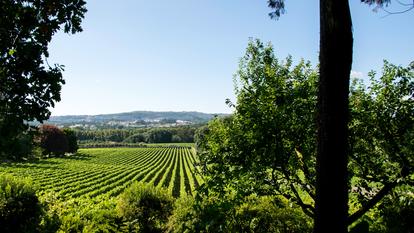 Qu’est-ce que le vinho verde et pourquoi ne s’agit-il pas d’un vin vert