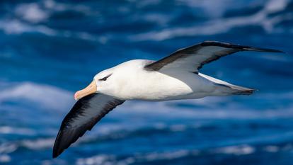 Voici l’unique albatros qui ose s’aventurer jusqu’en France
