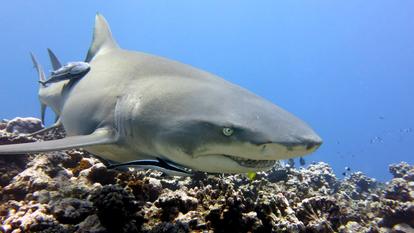 Regard glaçant, 200 kg, apparence effrayante : ne jugez pas trop vite ...