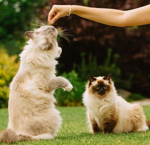 Sacré de Birmanie ou Ragdoll : comment les différencier