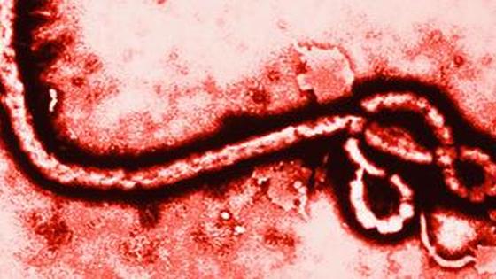 Loase : symptômes fréquents, diagnostic et traitement