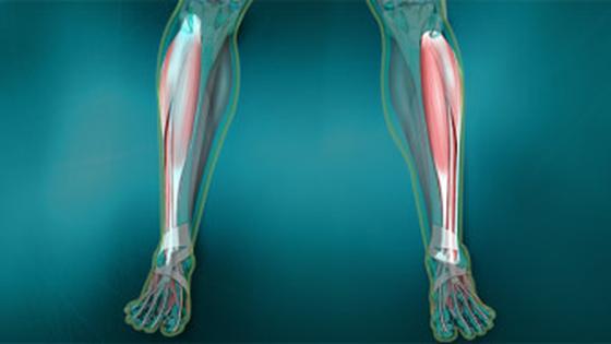 Face antérieure de la jambe : les muscles antérieurs expliqués