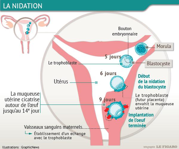 Deuxième semaine de grossesse : la nidation, une étape clé