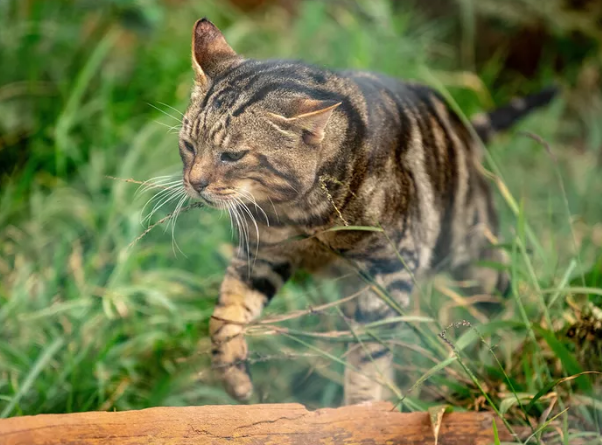 5 races de chats parmi les plus rares en France