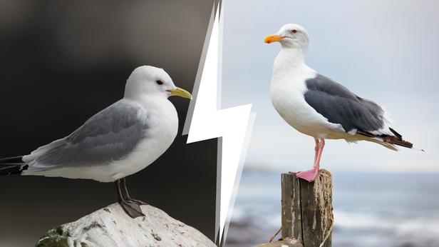 Quelles différences entre une mouette et un goéland