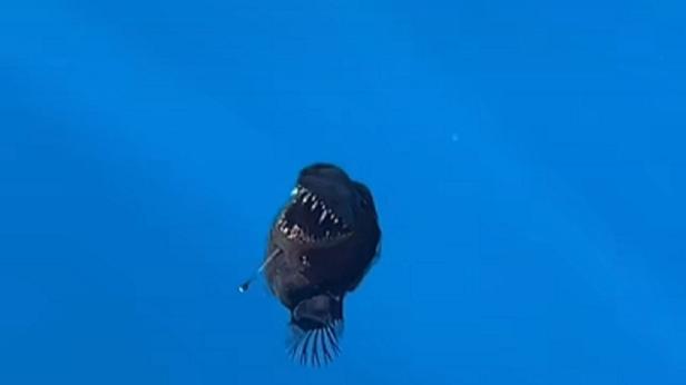 Un «poisson légendaire émergeant des profondeurs» : un «diable noir des ...