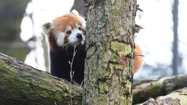 Le zoo de Lille accueille un jeune panda roux mâle pour tenter la ...