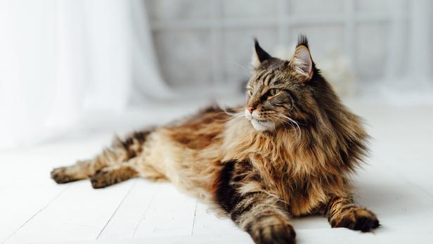 2021 : le classement des races de chats préférées des Français
