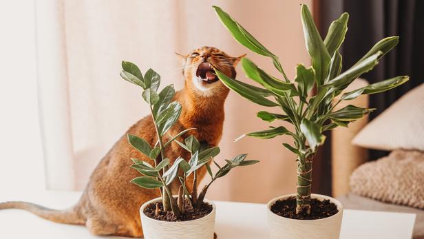 Quelles Sont Les Plantes D Intérieur Toxiques Pour Le Chat