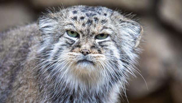 Découvrez 5 espèces de chats sauvages