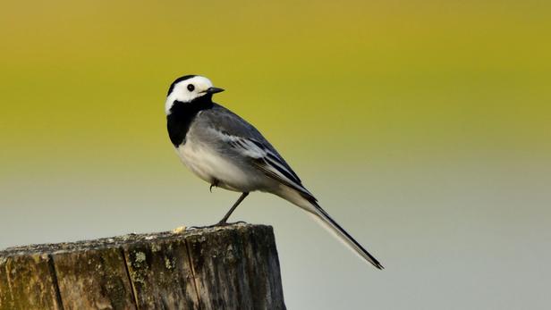 5 oiseaux à observer dans son jardin au printemps