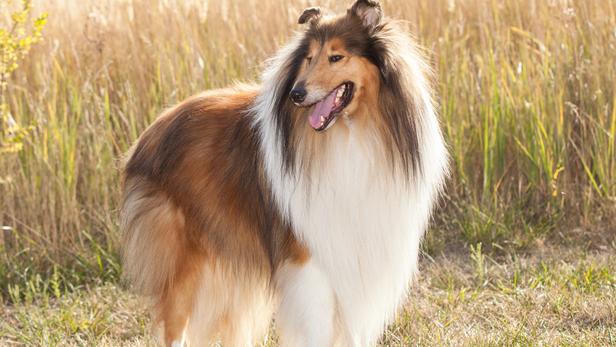 Le colley : origine, taille et caractère