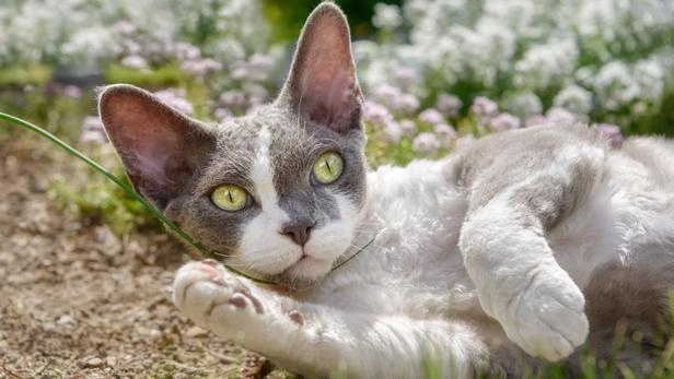 Découvrez 6 races de chats à poil court
