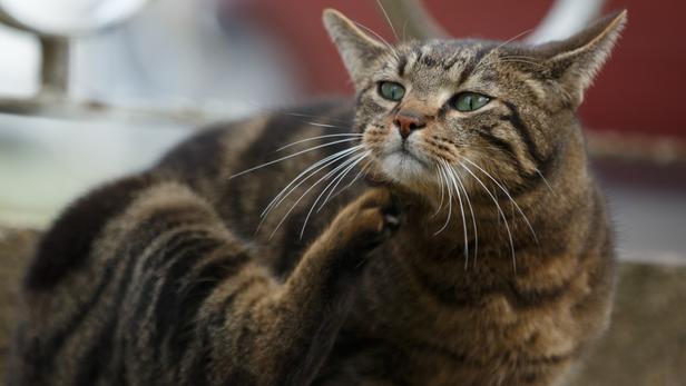 Aoûtats chez le chat : comment réagir