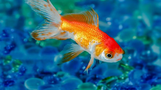 Poisson rouge : habitat, alimentation et santé