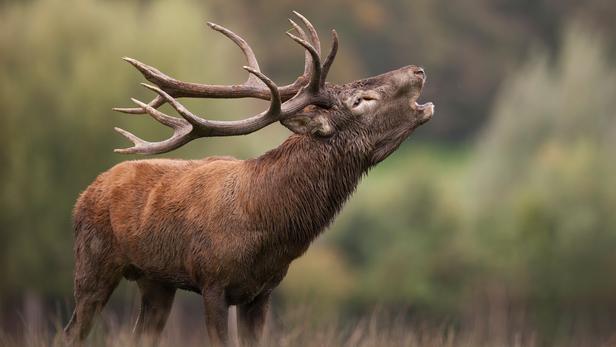 Brame du cerf : nos endroits favoris où observer (et entendre) ce ...