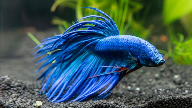 Poisson combattant : habitat, alimentation et prix