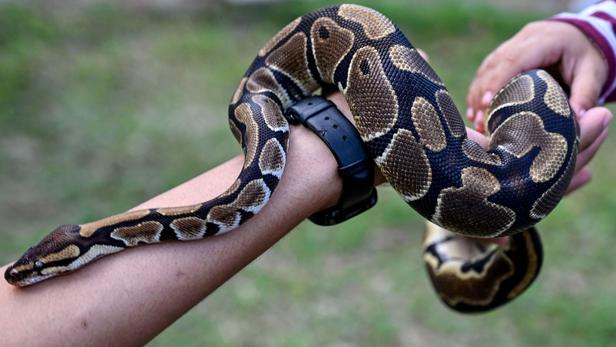 5 espèces de serpents domestiques