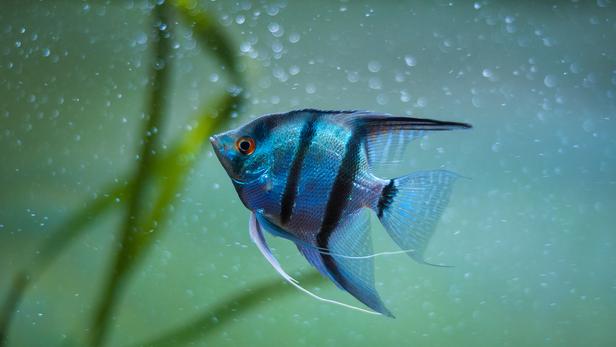 Scalaire : tout savoir sur ce poisson