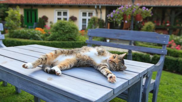 Le chat du voisin vient dans mon jardin, que faire