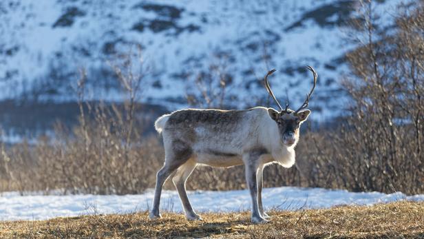 Le renne : habitat, physique, comportement et alimentation