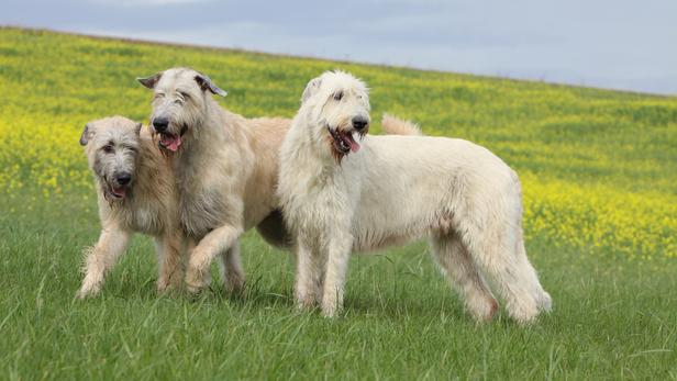 Lévrier irlandais : origine, taille et caractère