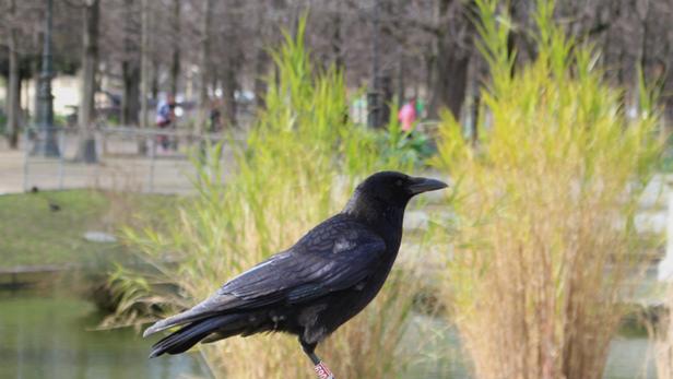 Le corbeau: habitation, alimentation, vol