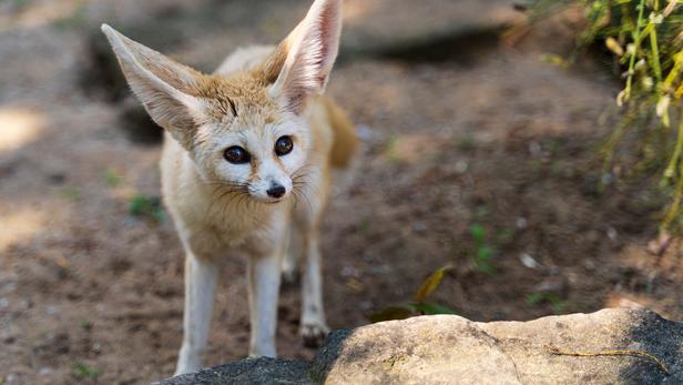 Le fennec : habitat, alimentation, reproduction