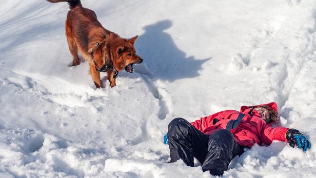 Trophées des Chiens Héros : tout savoir sur ces récompenses