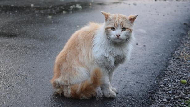 Comment aider les chats errants