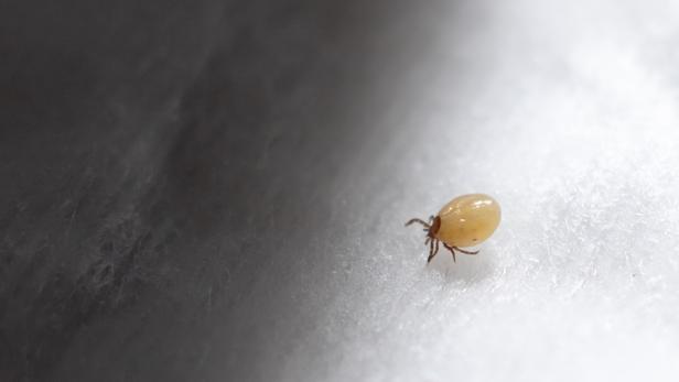 Comment se débarrasser des acariens dans la maison