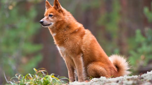 Découvrez 5 races de chiens roux