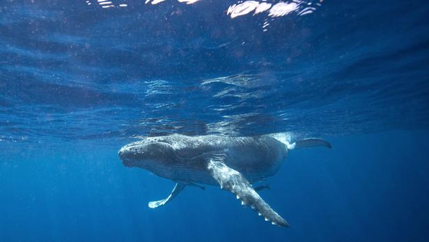 Bretagne : une baleine à bosse de sept mètres aperçue dans l'estuaire ...