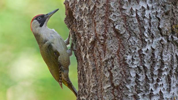 Le pivert ou pic-vert : un oiseau coloré au bruit bien particulier