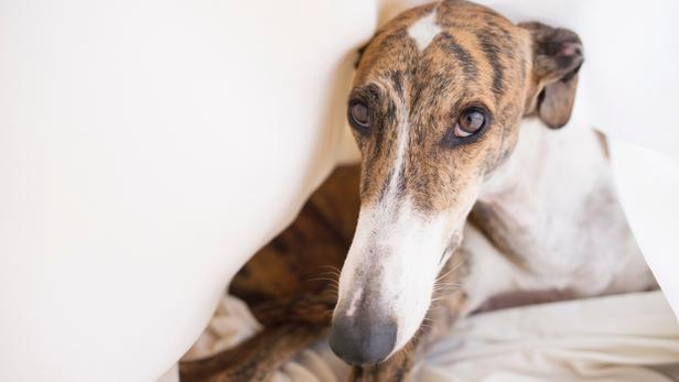 5 races de chiens avec un long museau