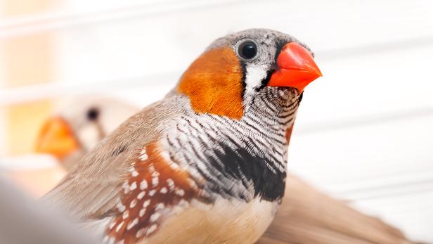 Diamant mandarin : tout savoir sur cet oiseau domestique