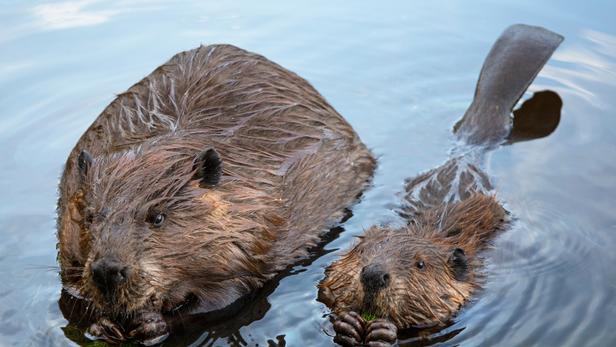 Londres : deux castors vont être réintroduits, 400 ans après leur ...